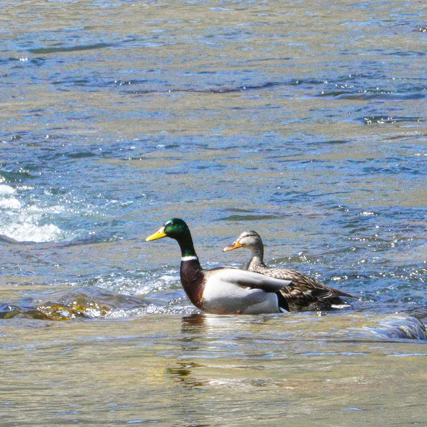 two-ducks.jpg
