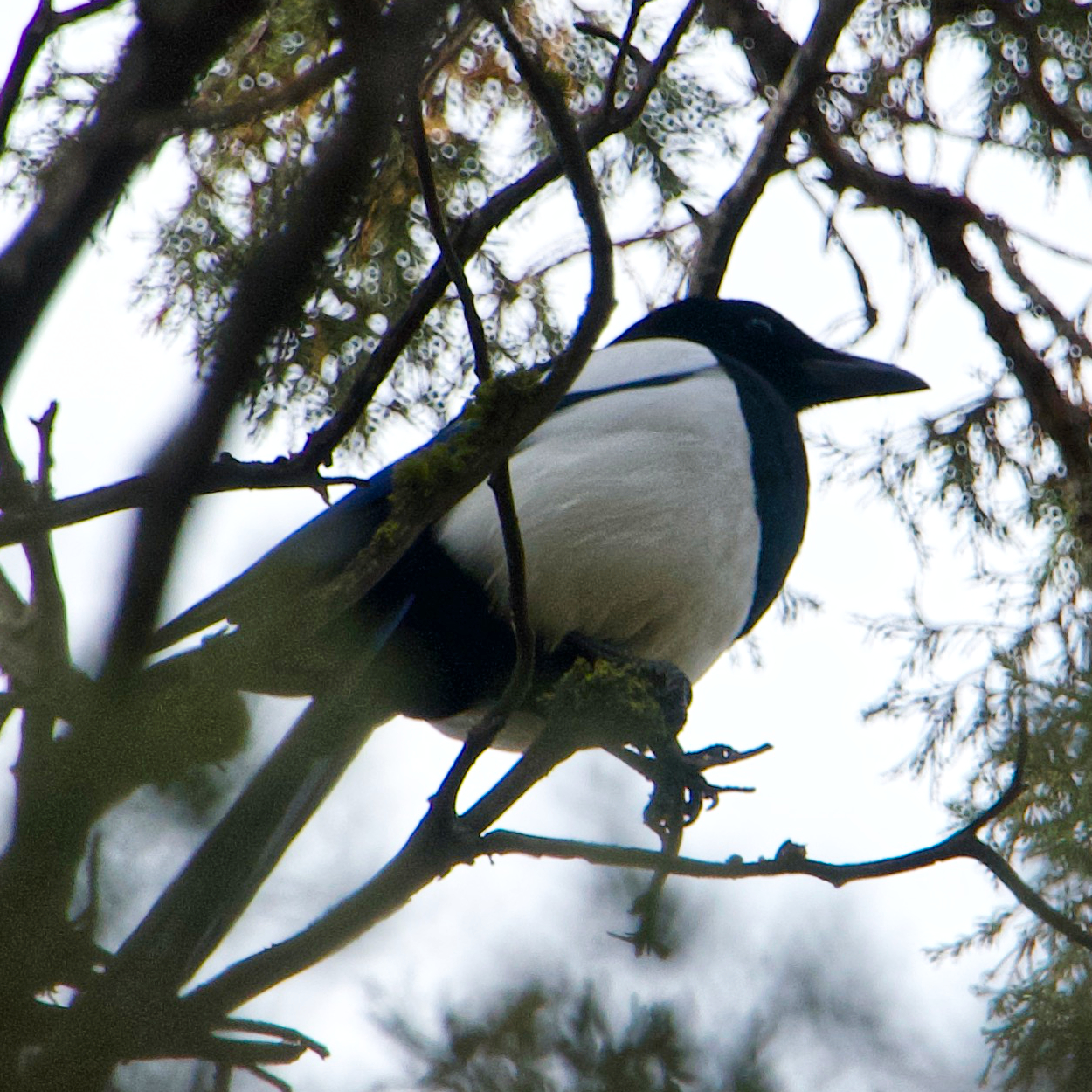 magpie-perch.jpg