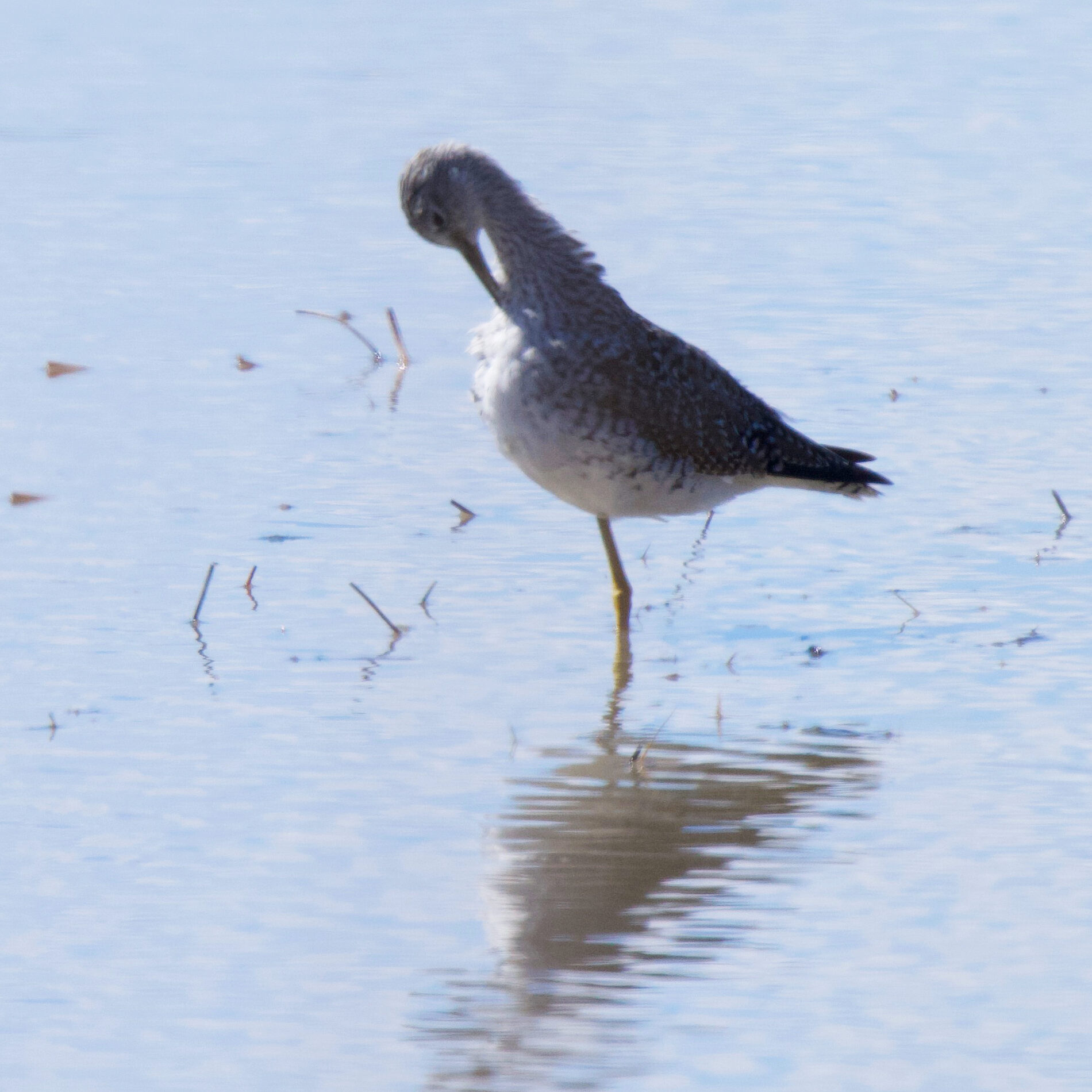 sandpiper-e1648336900965.jpg