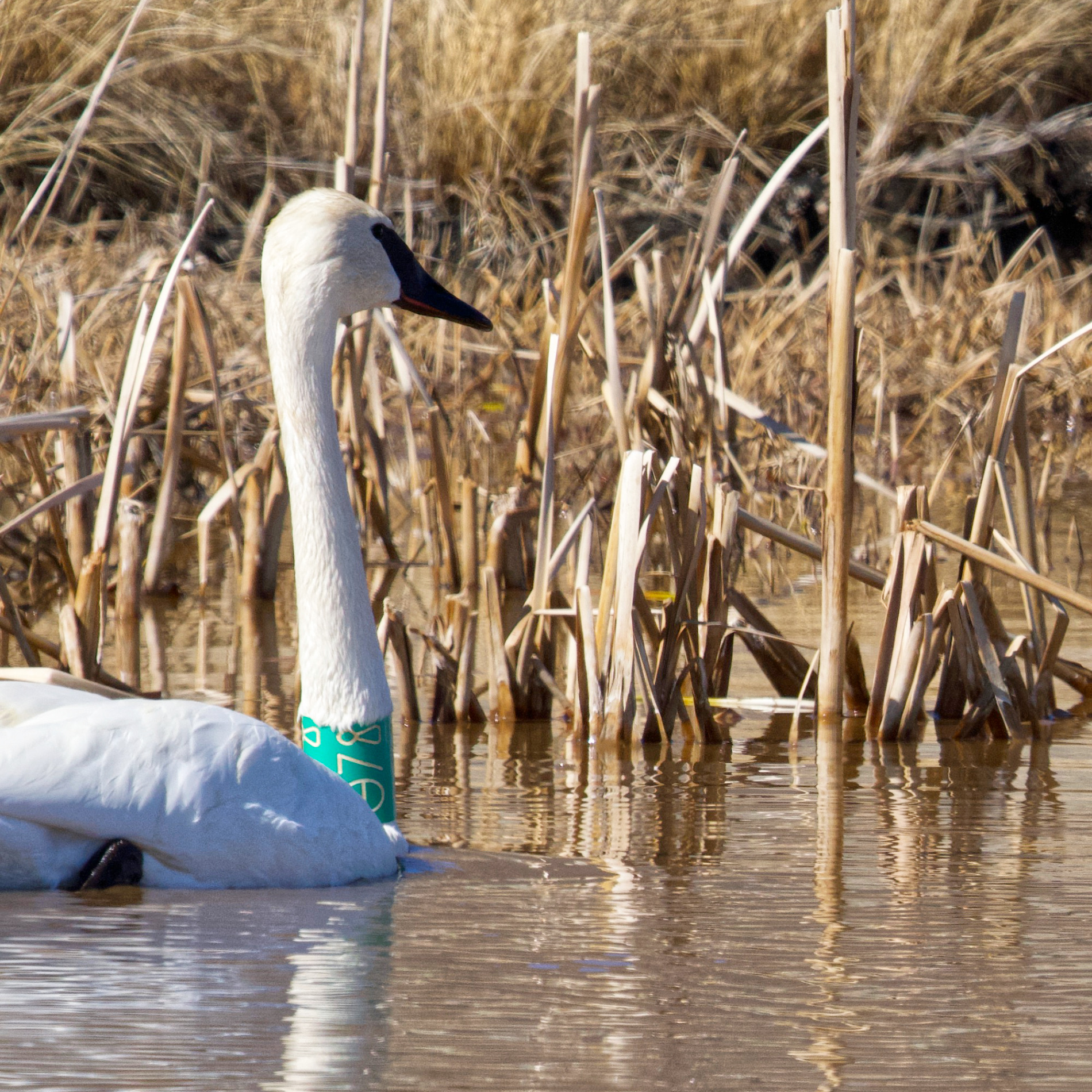 swan-side.jpg