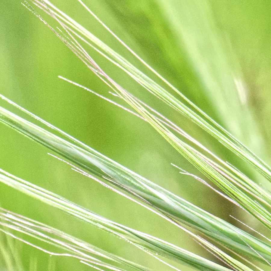 grass stalks cu sq