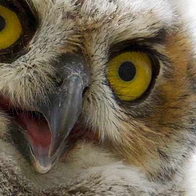 owl baby cu beak eye