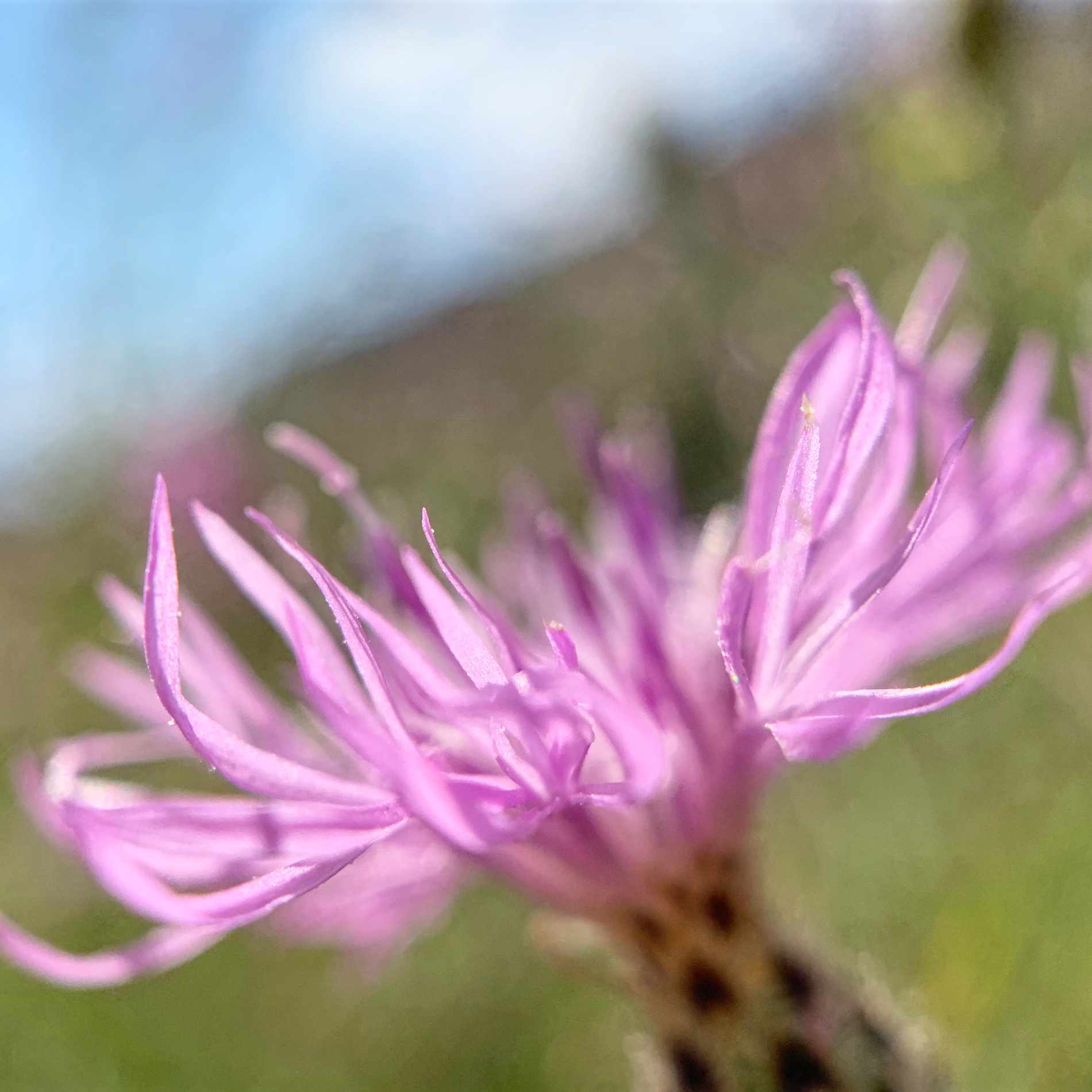 pink-cu.jpg