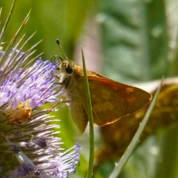 butterfly beige sq