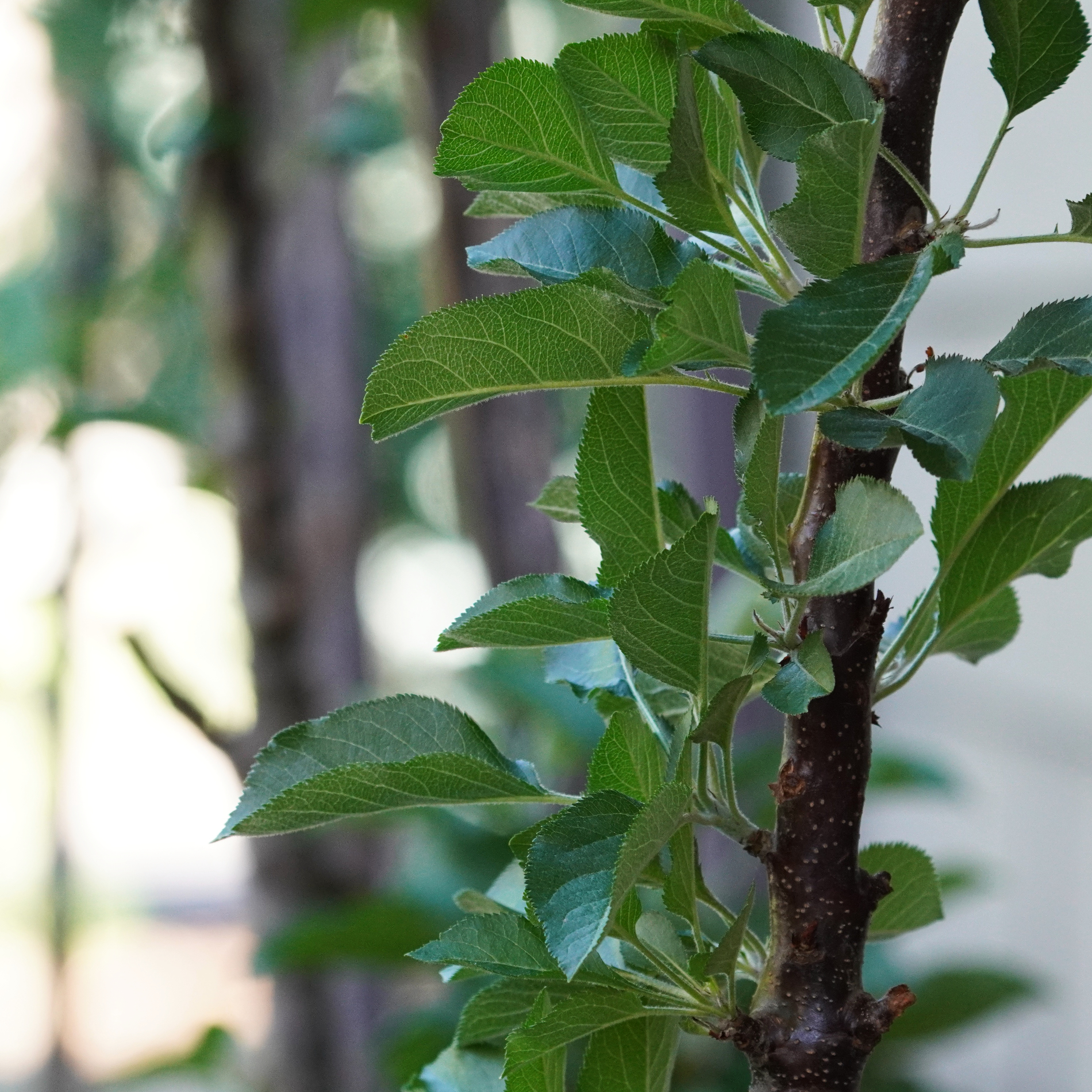 apple trees sq