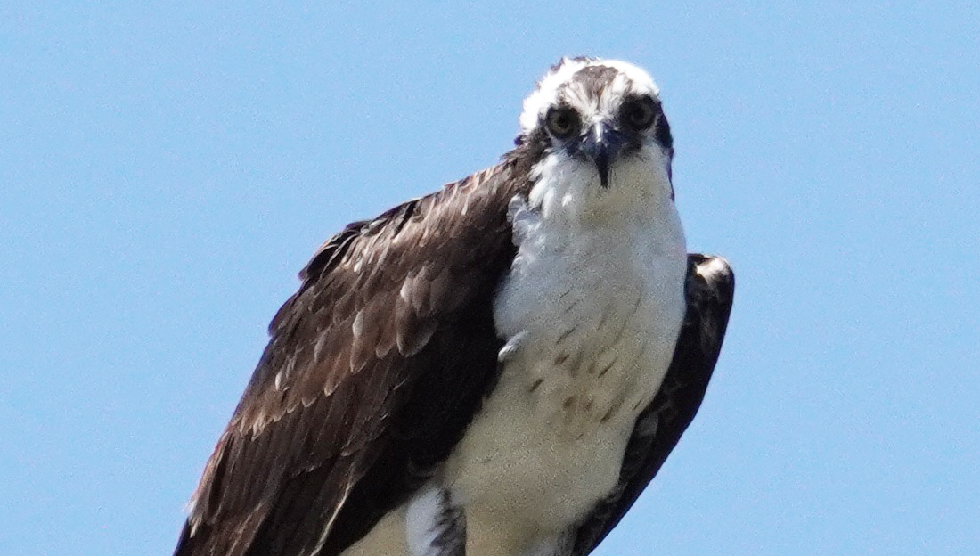 osprey head on full