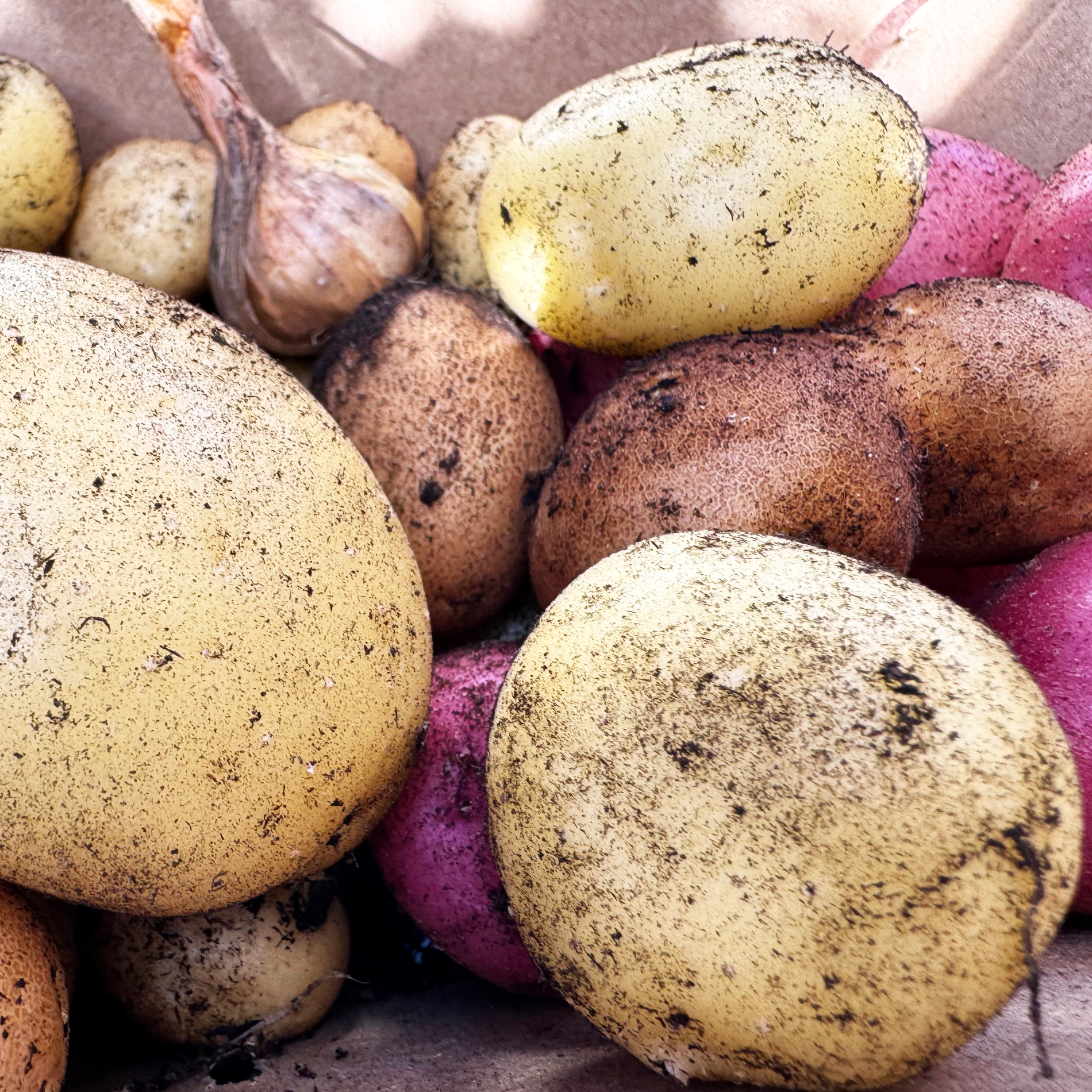 potatoes-sq.jpg